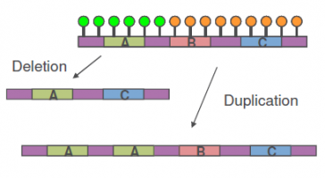 SNP Arrays – Haematological Malignancy Diagnostic Service
