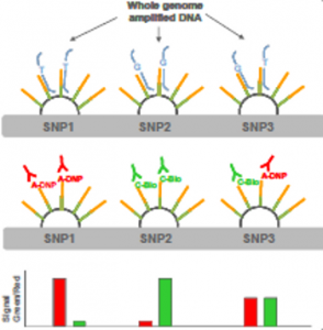 SNP Arrays – Haematological Malignancy Diagnostic Service