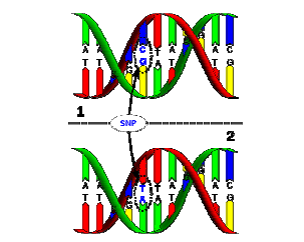 SNP Arrays – Haematological Malignancy Diagnostic Service